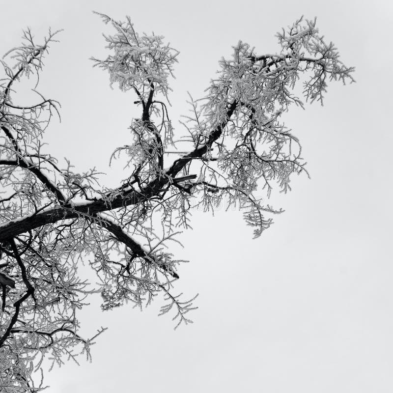 Ice on twig of tree stock photo. Image of twig, covering - 36146054