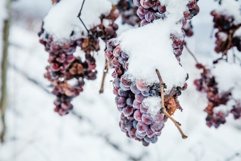 Ice Wine. Wine Red Grapes for Ice Wine in Winter Condition and Snow ...