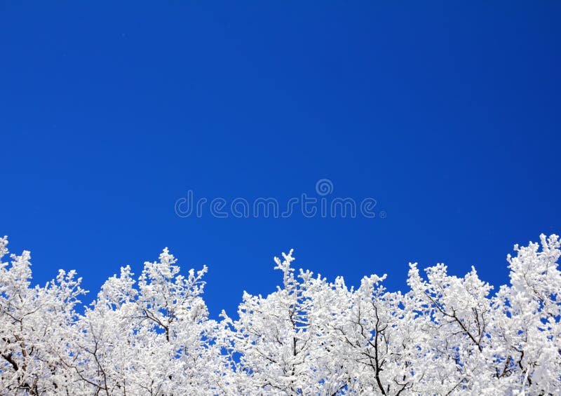Winter, Tree, Sky, Snow Picture. Image: 95826478