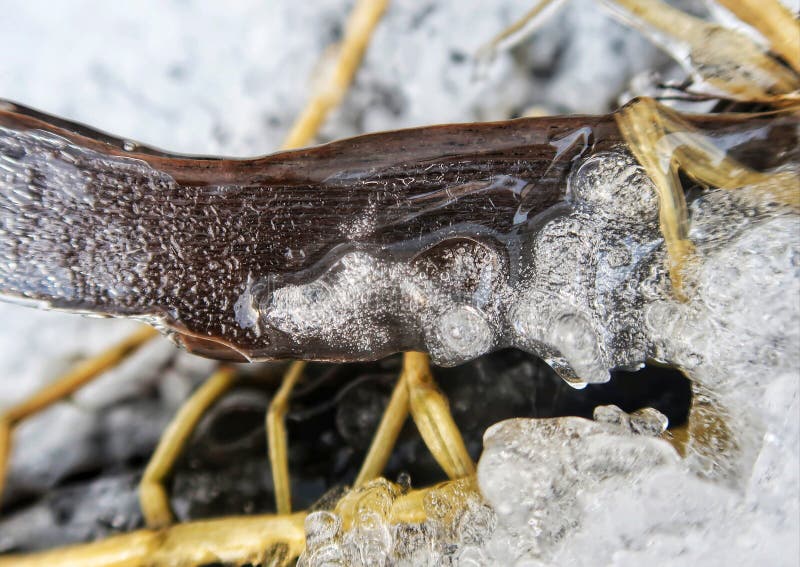Ice on a wooden stick stock image. Image of animal, fish - 269035501