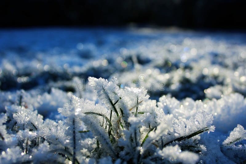 Ice world stock image. Image of world, microview, plant - 91567735