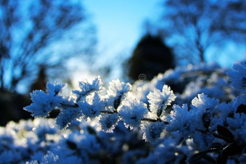 Ice world stock photo. Image of color, winter, leaves - 91567796