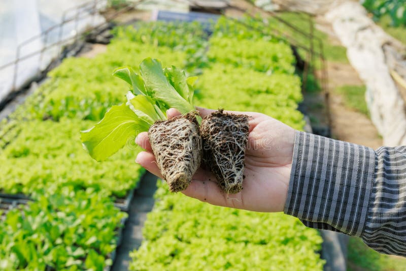 Iceberg Lettuce, are Grown without Use of Synthetic Pesticides or ... Iceberg Lettuce, are Grown without Use of Synthetic Pesticides or ...
