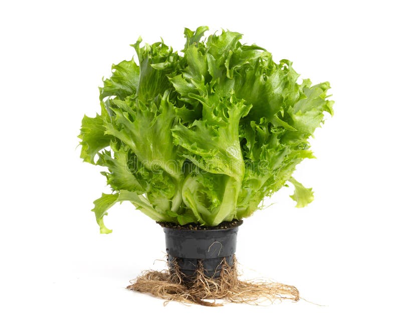 341 Plant Roots Side View Photos - Free & Royalty-Free Stock Photos ...