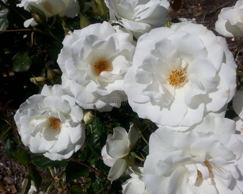 Iceberg Roses stock image. Image of breathtaking, iceberg - 97260553