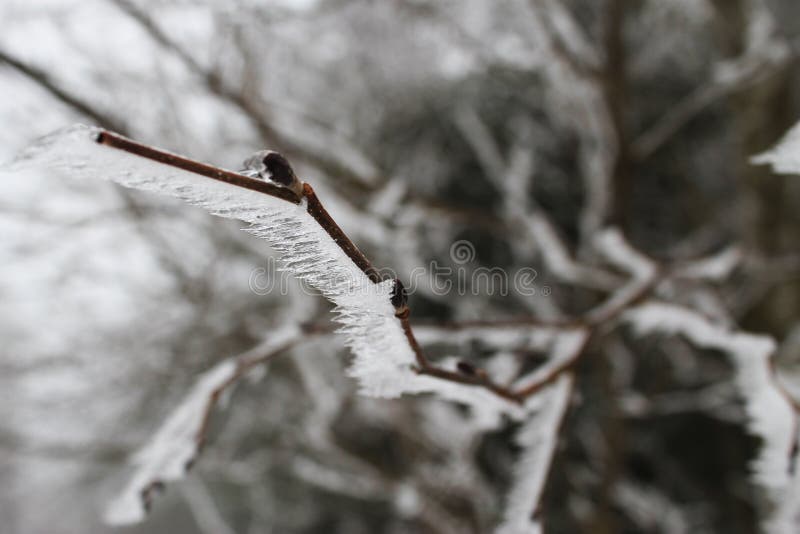 Iced branch stock image. Image of detail, winter, natural - 94404161