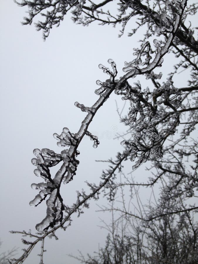 Iced branch stock photo. Image of winter, nature, snow - 82587582