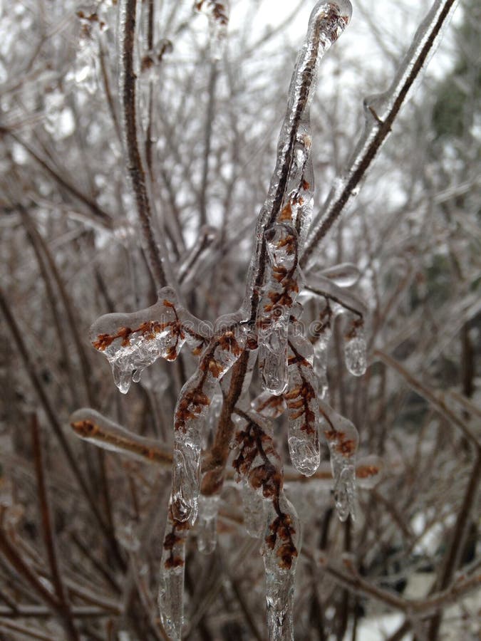 Iced branches stock photo. Image of iced, bush, layer - 108350690