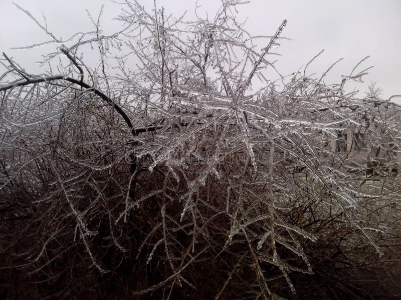 Iced branches stock photo. Image of cold, tree, season - 73635206