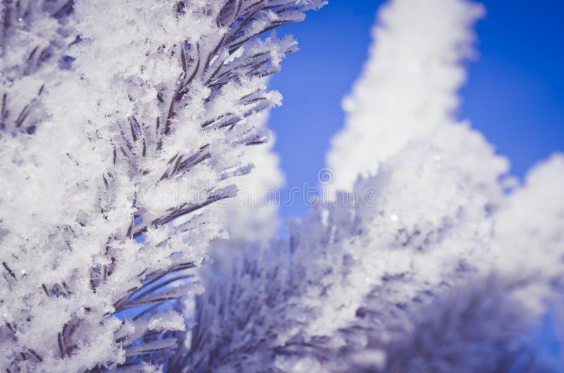 Iced branches of trees stock photo. Image of color, outdoor - 110512210