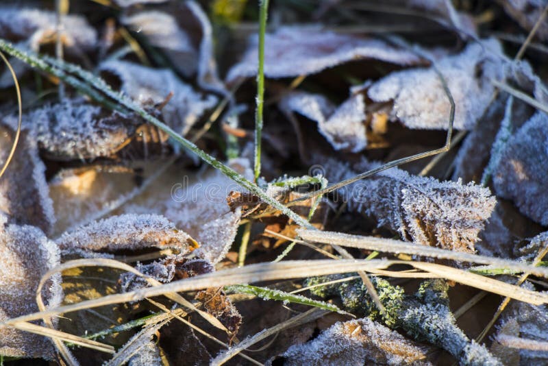 Iced Dew on the Grass and Leaves on the Land Stock Image - Image of ...