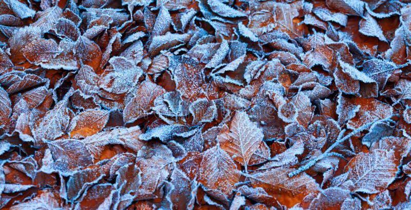 Iced Morning Winter/autumn Leaf Texture Background Stock Image - Image ...