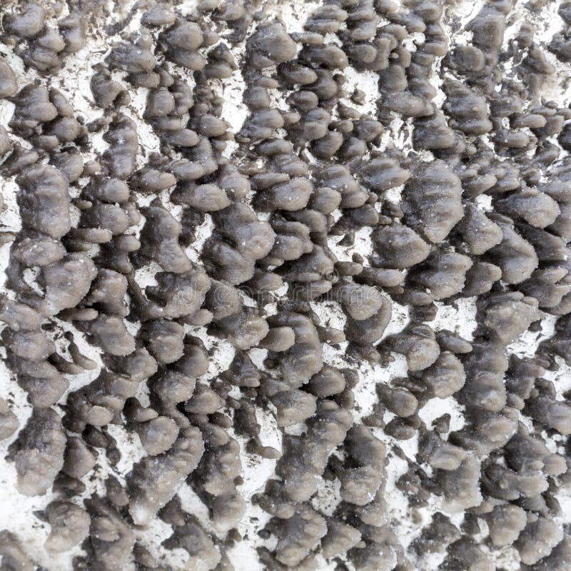 Muddy Grey-headed Kingfisher Stock Image - Image of elegant, fauna ...