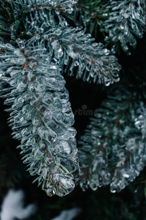 Iced Needles of Blue Spruce in Autumn after Morning Mist Stock Image ...