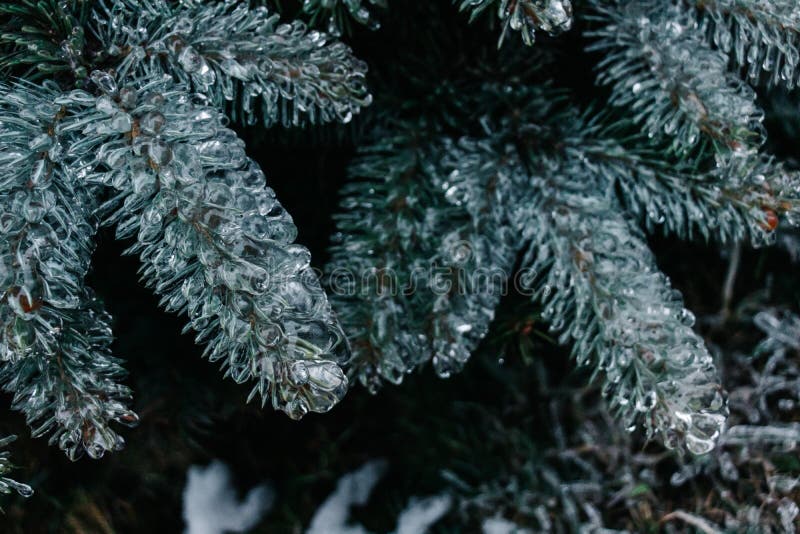 Iced Needles of Blue Spruce in Autumn after Morning Mist Stock Image ...