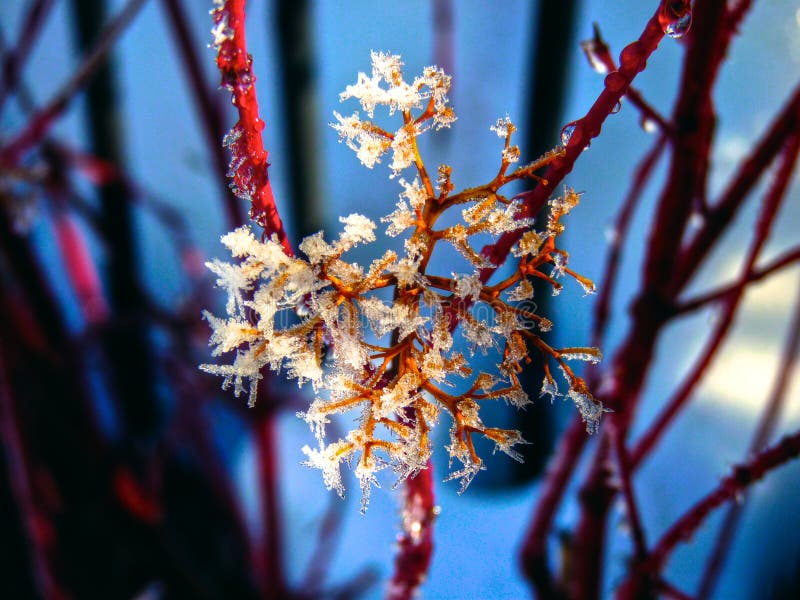 Iced Over Branch stock image. Image of december, tree - 22501167
