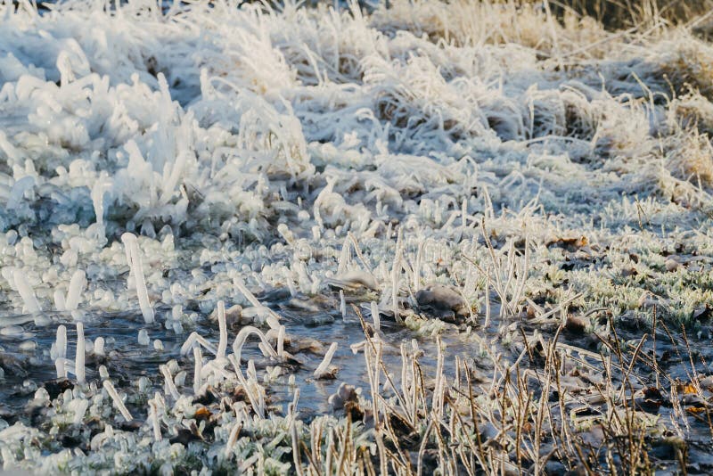 Iced Over Grass in an Abstract Beautiful Form Stock Photo - Image of ...