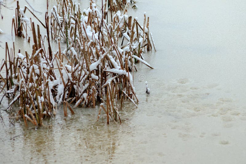 Iced over pond stock photo. Image of freezing, beauty - 209312666