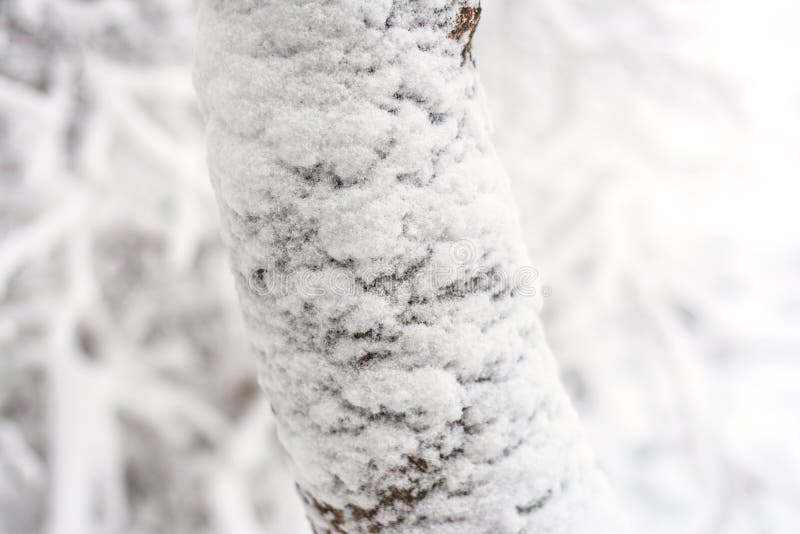 Iced over tree branch stock photo. Image of january, cold - 65700472
