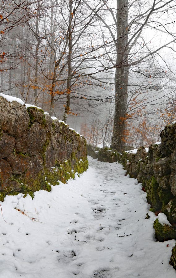 Ancient Mule Track with Ice Trail in the Middle of the Cold Fore Stock ...