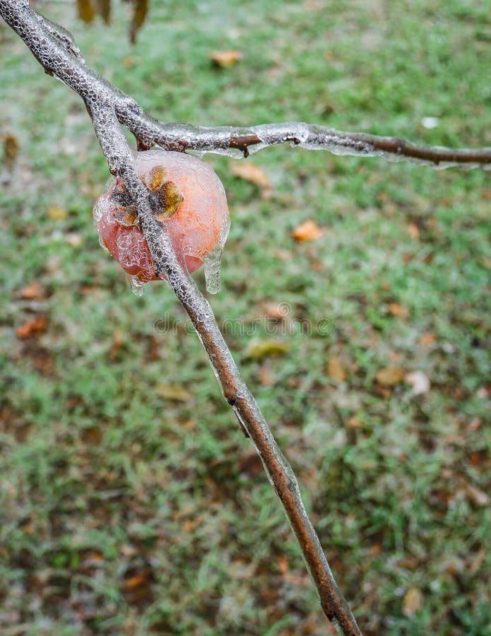 Iced persimmon stock image. Image of persimmon, iced - 133574701
