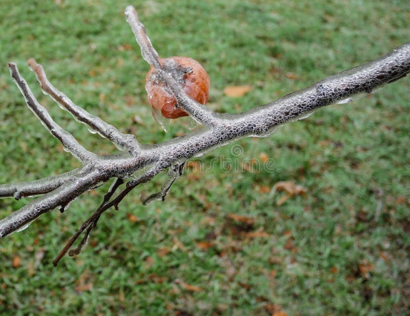 Iced persimmon stock image. Image of persimmon, iced - 133575031