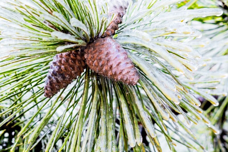 Iced the pine branch stock image. Image of cold, covered - 44680587
