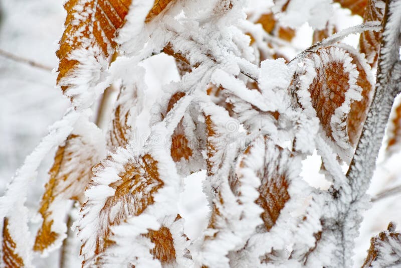 Snow on Beech Tree Leaves stock photo. Image of beech - 13053794