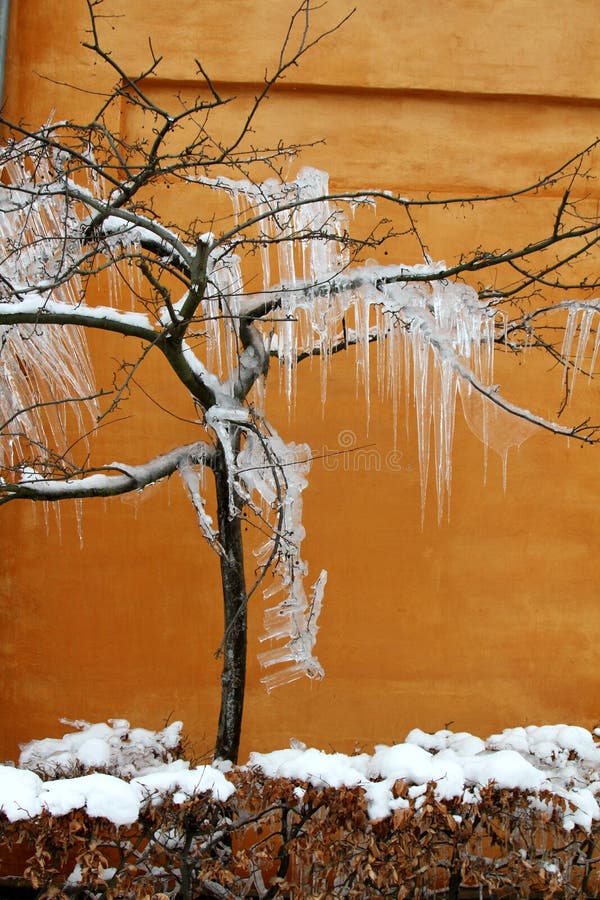 Iced Tree 3 stock image. Image of coats, tree, power - 36410269