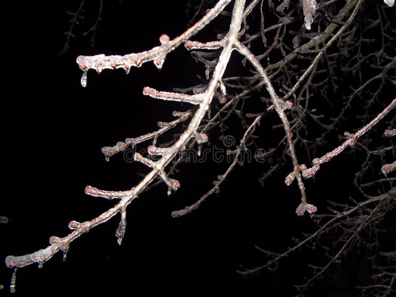 Iced Tree Branches at Night Stock Photo - Image of limb, branch: 76436576