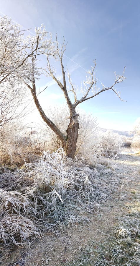 Iced tree stock photo. Image of tree, frozen, heaven - 81847880