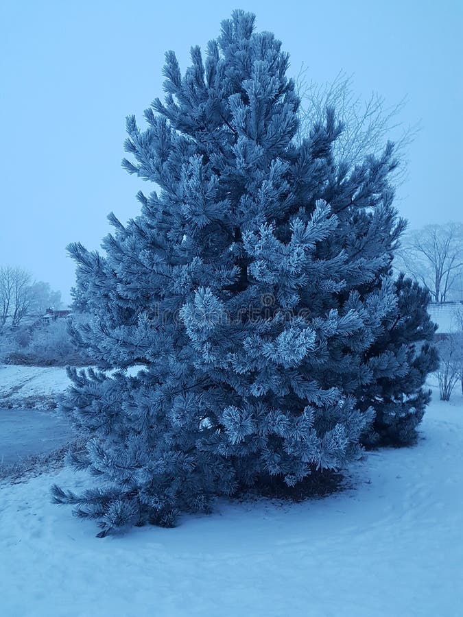 Iced Tree 3 stock image. Image of coats, tree, power - 36410269