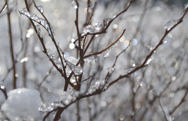 Iced plant stock image. Image of closeup, cold, garden - 46001445