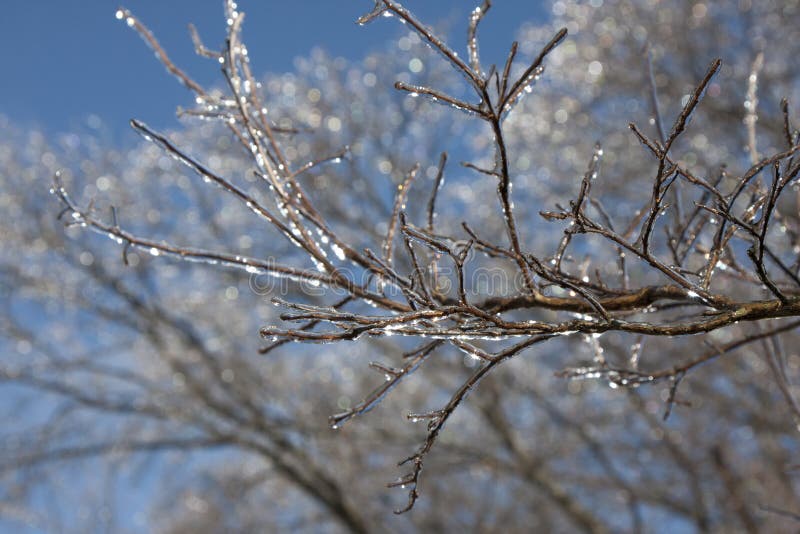 Iced Trees stock image. Image of sparkle, barren, flora - 24212865