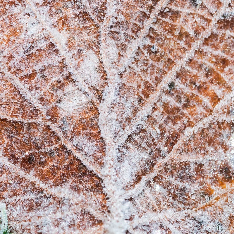 Iced Up stock image. Image of close, frost, vein, frosty - 28643813