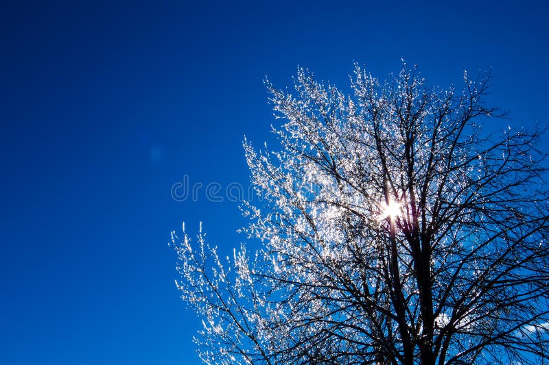 Iced Winter Tree stock image. Image of iced, fresh, clear - 87696019