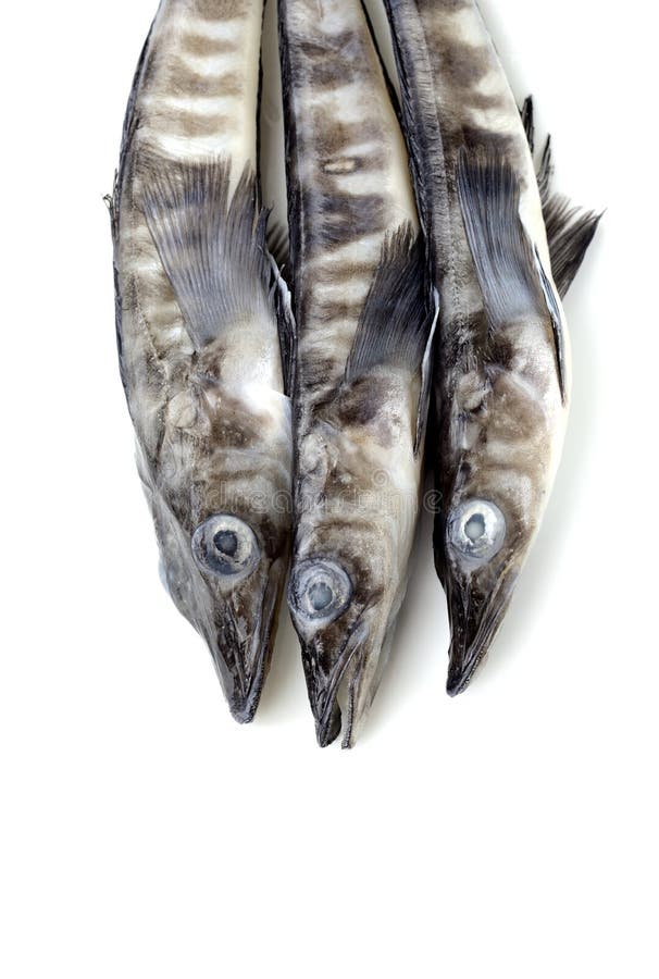 Icefish stock photo. Image of fishing, healthy, macro - 42222050