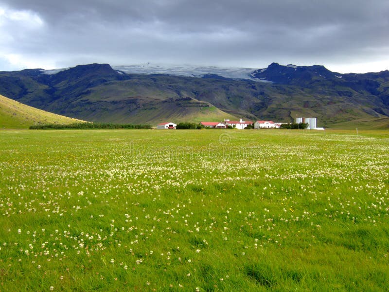 Iceland farm stock photo. Image of flowers, greenery - 11698458