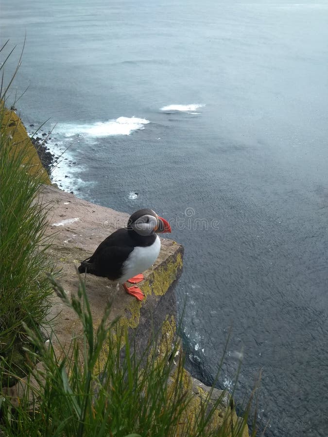 Iceland hike harsh beauty stock image. Image of ornstrandir - 145992045
