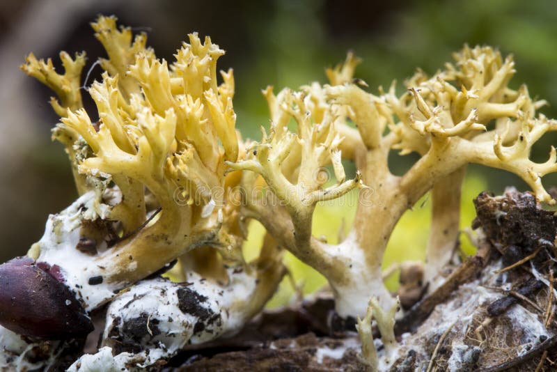 Iceland Moss, Lichen Islandicus Stock Photo - Image of iceland, lichen ...
