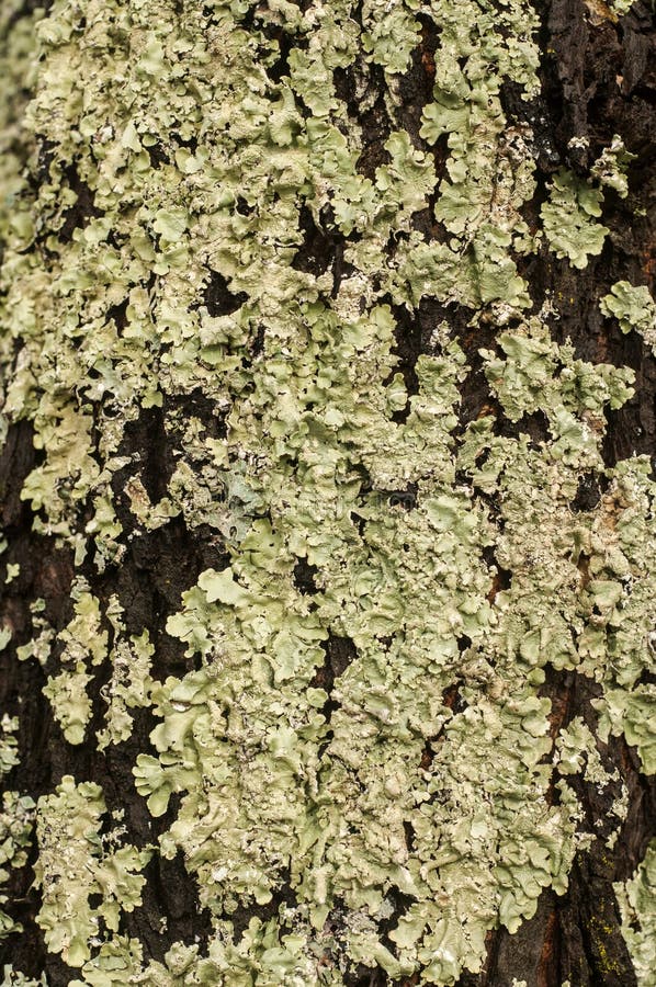 Iceland moss closeup stock photo. Image of tree, environment - 199591348