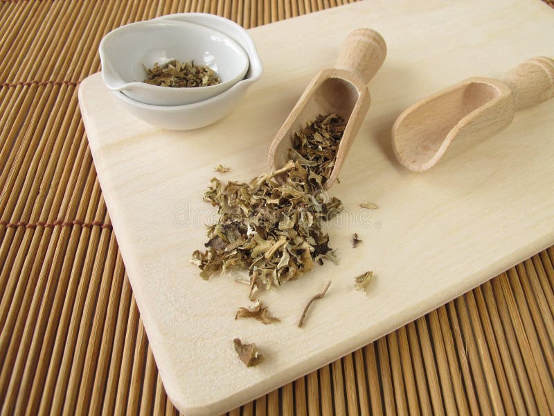 Iceland Moss, Lichen Islandicus Stock Photo - Image of herbal ...