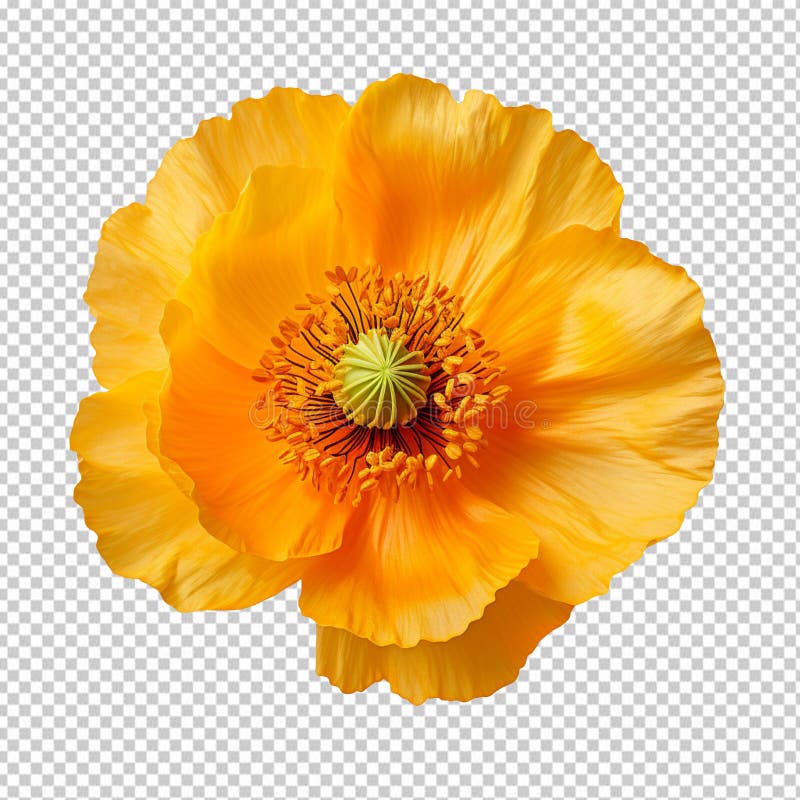 Iceland Poppy Flower Isolated on Transparent Background Stock ...
