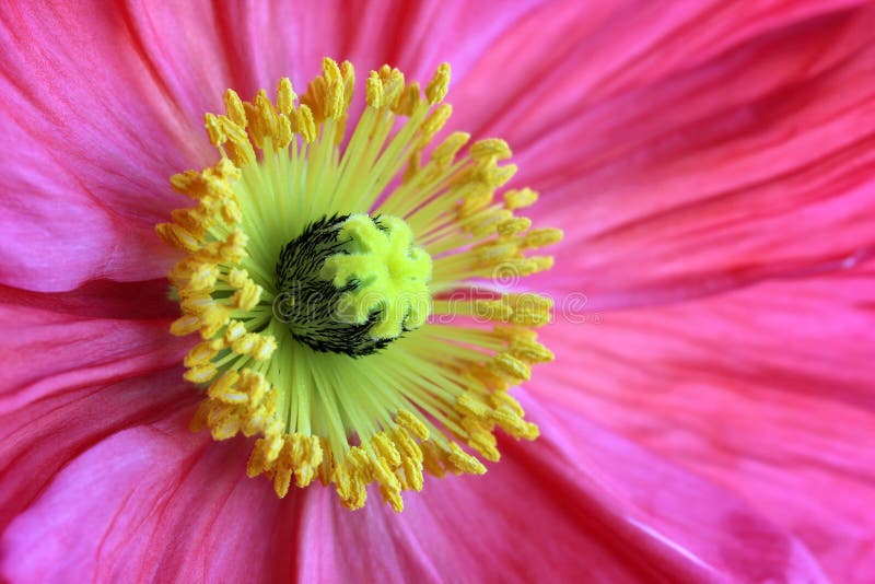 Poppy core stock image. Image of nature, pink, abstract - 5673289