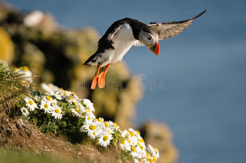 Iceland Puffin Taking Off from a Cliff Stock Photo - Image of looking ...