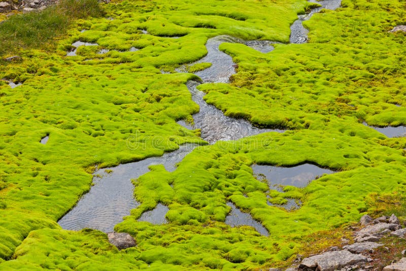 Iceland Small River Stream with Green Moss Stock Image - Image of ...