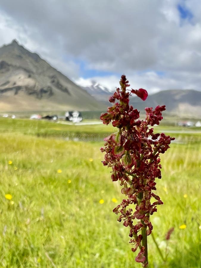 The Red Arctic Dock Was Blooming in the Field in Iceland. Stock Image ...