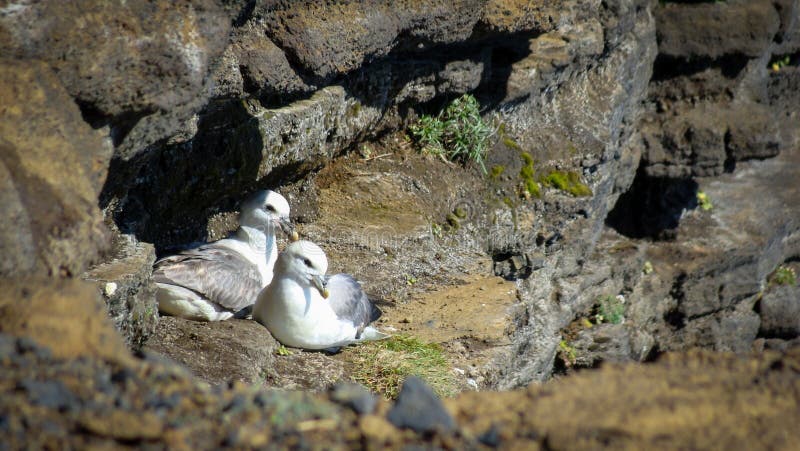Two White Doves Nesting on a Sheer Drop Off Cliff Stock Image - Image ...