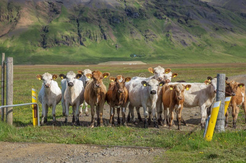 Icelandic cattle stock photo. Image of cows, cute, domestic - 60096772