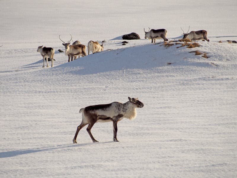 Icelandic deer stock photo. Image of white, animals, snow - 69969144